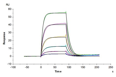 Human Cd6 Protein Cd6 Hm101 Kactus
