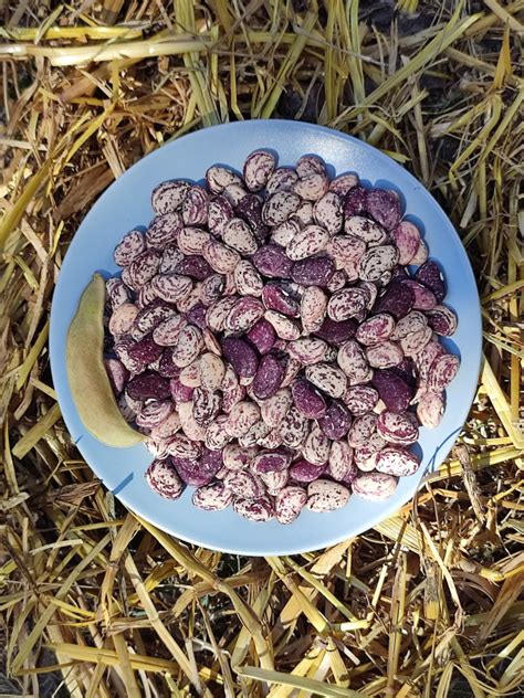 Фасоль лимская Изумительный Джексон (Jackson Wonder)