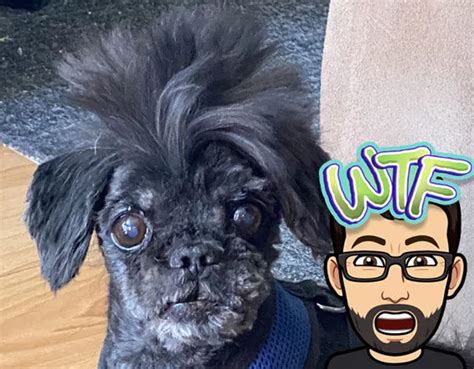 This Video Will Make You Go Awwww Funny And Cute Pets Compilation Video Mac S Opinion