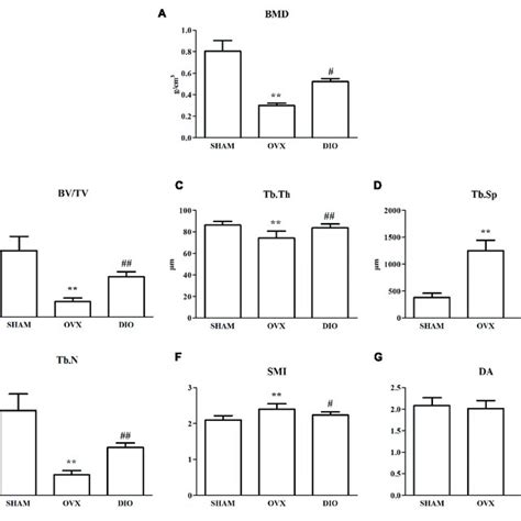 Representative 3 D Trabecular Bone Microarchitecture Of Tibia Download Scientific Diagram