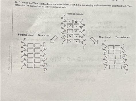 Examine The Dna That Has Been Replicated Below