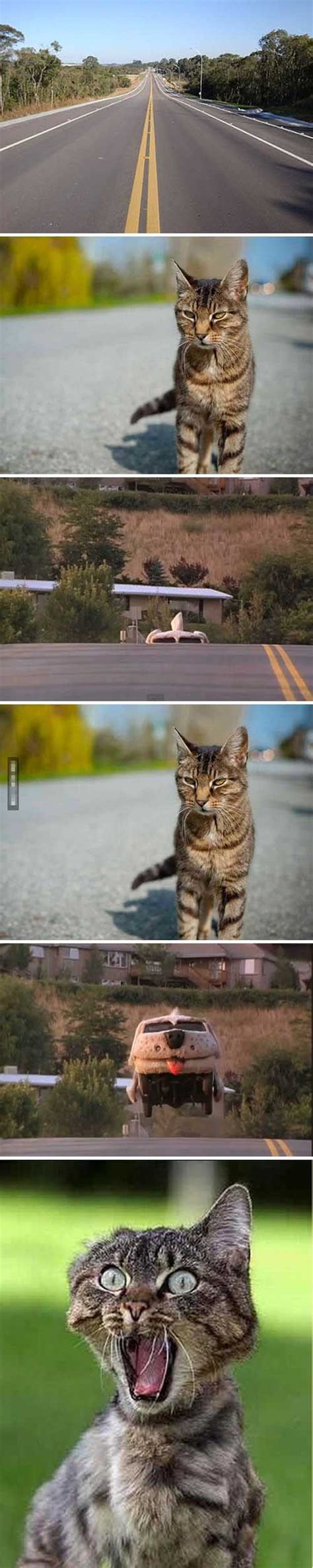 گربه ای در خیابان