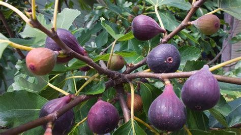 The Best Fig Trees To Grow Indoors And Out Homes And Gardens