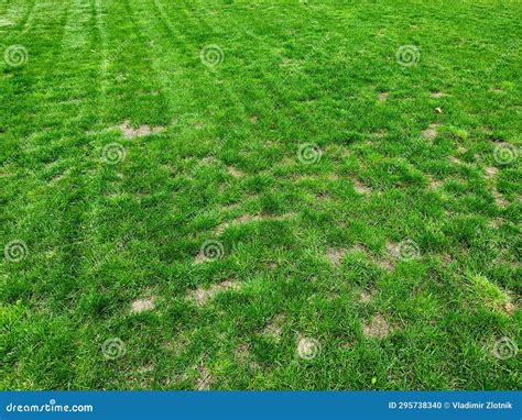 Beautiful Green Lawn With Marks From A Lawnmower Freshly Cut Grass