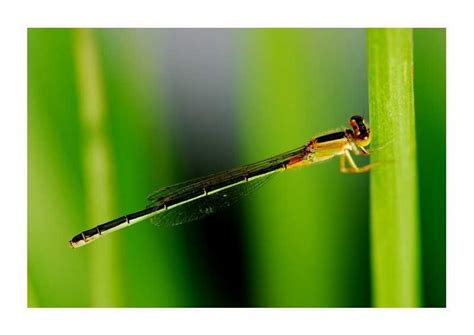 Insect4detect Instance Segmentation Model V14 2024 07 02 1049am