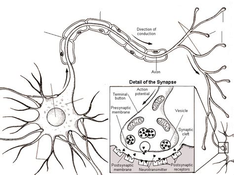 Neuron Diagram Synapse