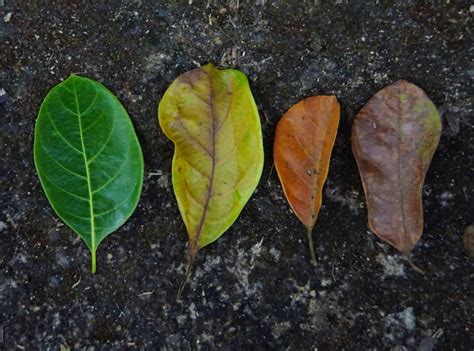 The Dos And Donts Of Slide Transitions In Presentations Efrelance Support