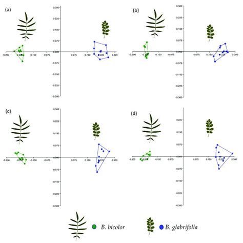 Cluster Analysis To Estimate Genetic Groups K With Structure Program Download Scientific