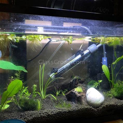 10 Tiny Plant Sampler Pack With Floaters Glass Grown Aquatics