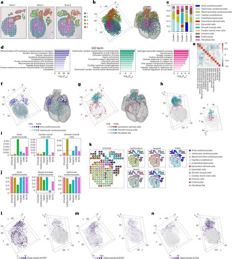 3d Reconstruction Of The Developing Human Heart A Stitch3ds Spatial Download Scientific