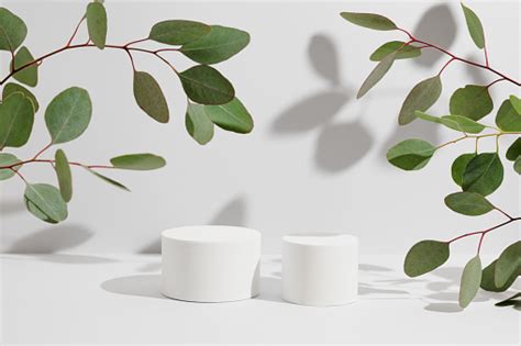 두 개의 빈 흰색 실린더 모양의 연단과 밝은 회색 배경에 그림자가 있는 자연스러운 녹색 유칼립투스 가지 제품 프레젠테이션을 위한