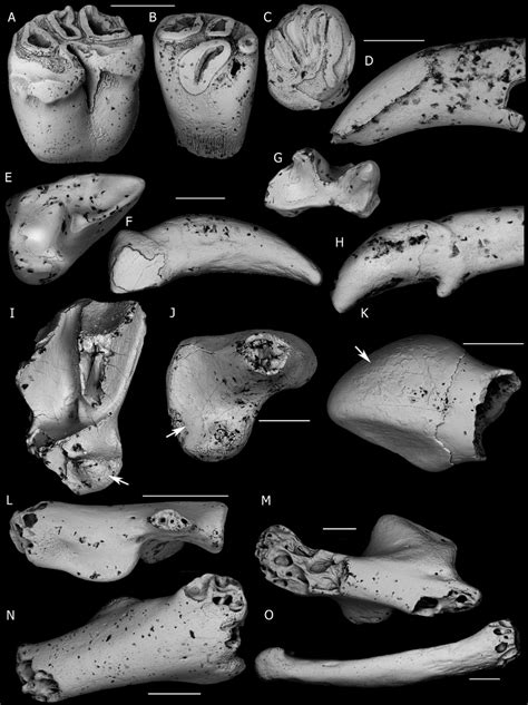 Mammalian Teeth And Bones From Bed Os1 Showing Etching Due To
