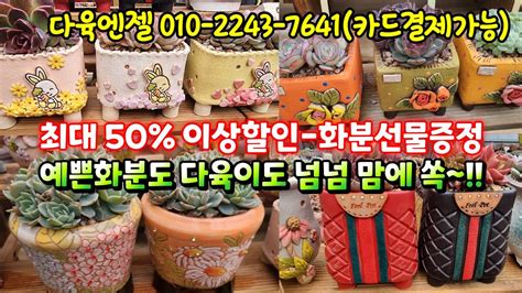 💥 50이상할인 화분선물증정 너무너무 예쁜 화분에 잘키운 다육이가 넘 맘에들어요~♡ Succulentplant 多肉植物