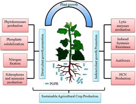 Schematic Representation Of Showing Direct And Indirect Plant Growth Download Scientific