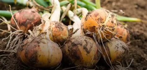 Щоб цибуля не гнила при зберіганні правила поливу овоча Читайте на