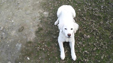 ბიმი ინგლისური სეტერი Youtube