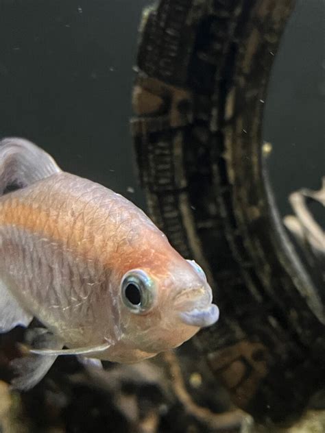 Congo Tetra Mouth Not Right Diseases C A R E