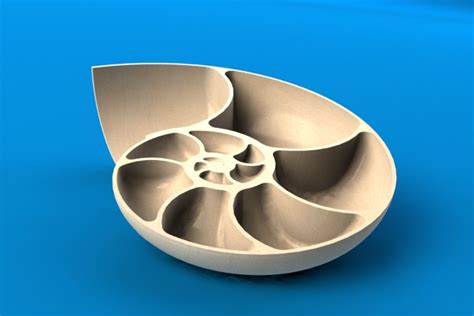 Freelance Nautilus Shell Cad Model By Lilia Subkhankulova At