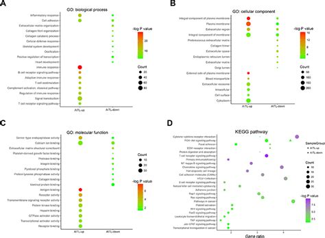 Identification Of Hub Genes And Key Pathways Associated With Angioimmu