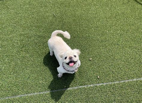 페키니즈방실이 강아지책임분양 컴투펫케어센터