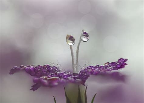 След дъжда Author Temi Maramska Nezabravka Photo Forum