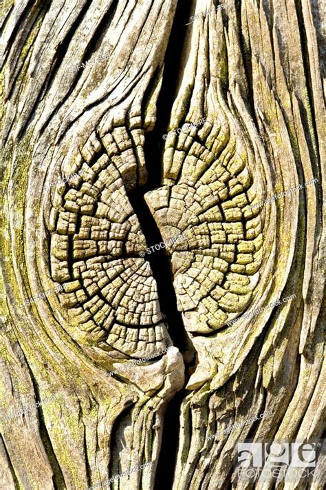 Cracked Tree Trunk Stock Photo Picture And Royalty Free Image Pic S4F MP7 393 Agefotostock