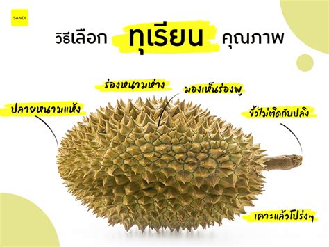 5 วิธีเลือกทุเรียนคุณภาพ • Sandi Solutech