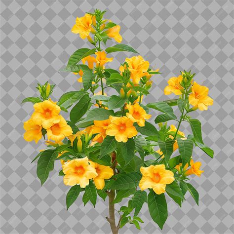 Tecoma Stans With Upright Form And Have Bright Yellow Color Isolated