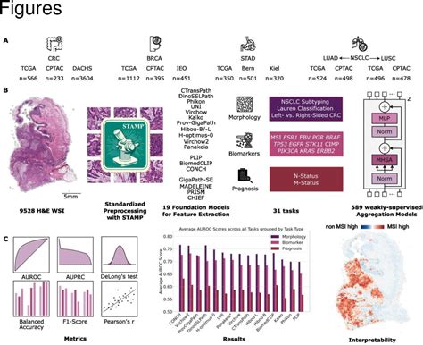 Figure 1 From Benchmarking Foundation Models As Feature Extractors For Weakly Supervised