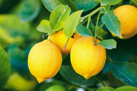Лимон обыкновенный (Citrus limon) - лекарственное, чайное, съедобное ...
