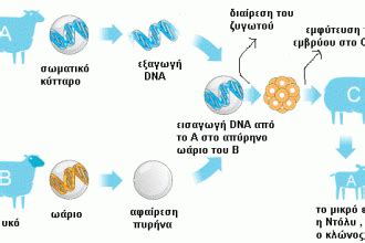 Cloning Biological Science Picture Directory Pulpbits Net