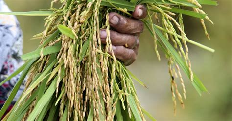 Ge15 Paddy Farmers In Jerlun Struggle To Cope New Straits Times