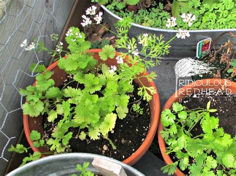 Garden Update For June The Ridiculous Redhead Garden Update For June The Ridiculous Redhead