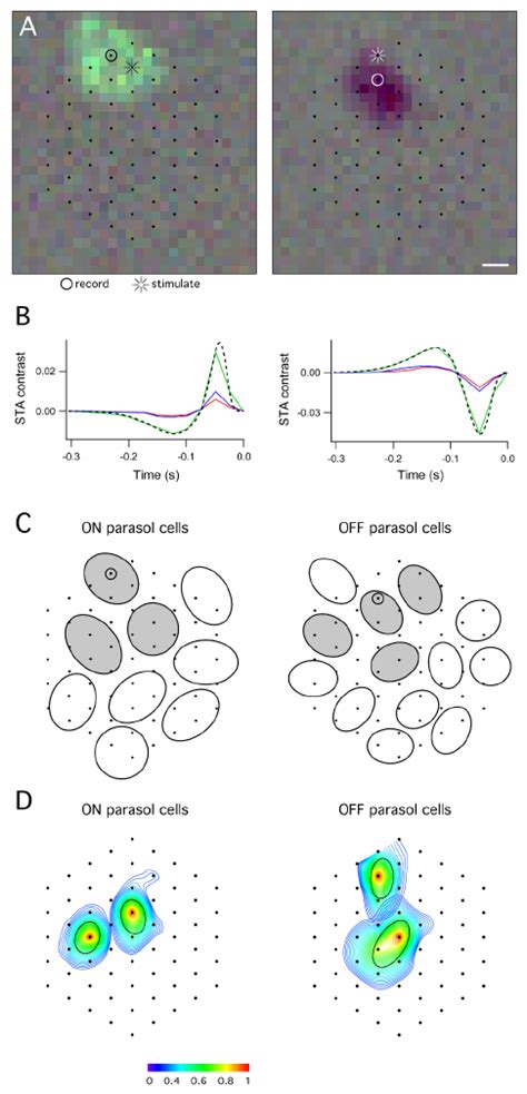 White Noise Visual Stimulation Download Scientific Diagram