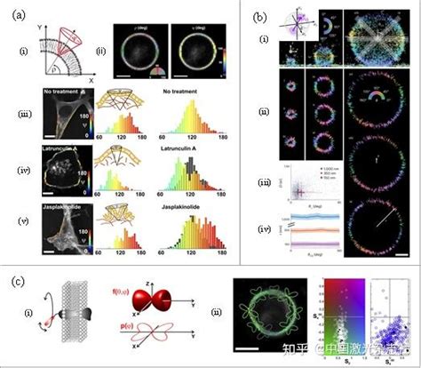 封面 北京大学席鹏教授课题组：荧光偏振成像技术综述 知乎
