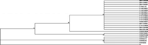 Maximum Likelihood Phylogenetic Tree Based On Concatenated Sequences Of Download Scientific