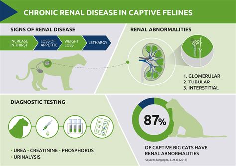 Feline Eosinophilic Sclerosing Fibroplasia Nationwide Laboratories