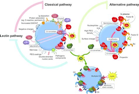 Illustration Of The Three Pathways Of Complement Activation Related Download Scientific Diagram