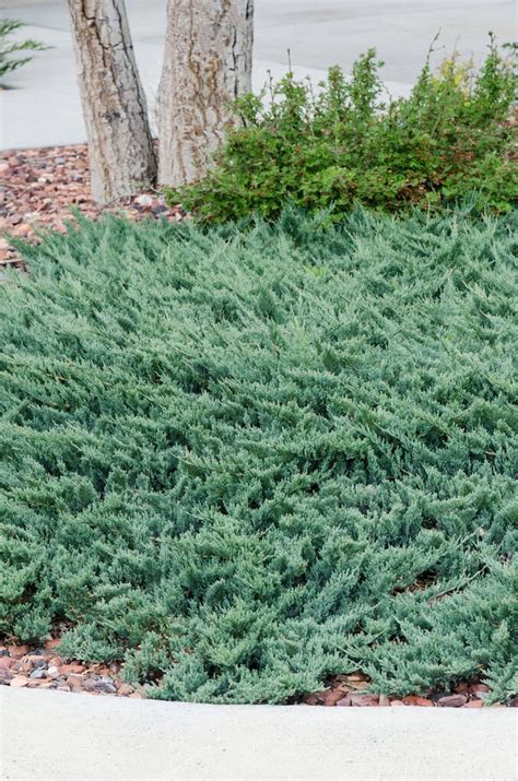 Juniperus Horizontalis Blue Moon Creeping Juniper Blue Chip