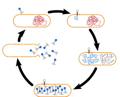 About Phage Gill Lab