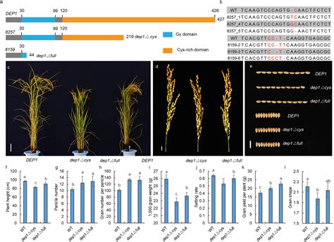 Frontiers Identification Of Multiple Grain Shape Related Loci In Rice