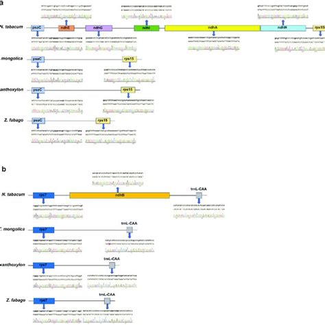 Codon Content Of 20 Amino Acids And Stop Codons In All Protein Coding Download Scientific