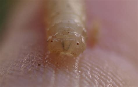 The Pine Hoverfly Hoverfly Lagoons