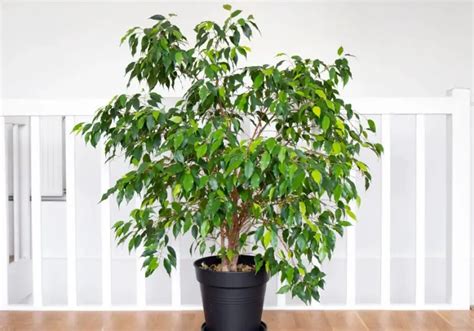 Weeping Fig Ficus Benjamina Care And Growing Guide