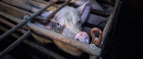 Pigs Caged, Mutilated on British Farms | Animal Equality