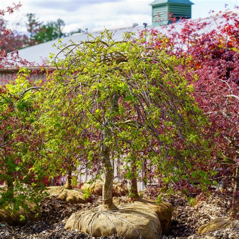 Weeping Japanese Maple Planting A Japanese Maple Tree Tips On Growing
