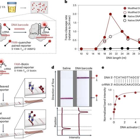 Chemically Modified Dna Enables Crispr Cas Mediated Urinary Readout For Download Scientific