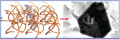 Confinement Of Silver Triangles In Silver Nanoplates Templated By Duplex Dna Crystal Growth