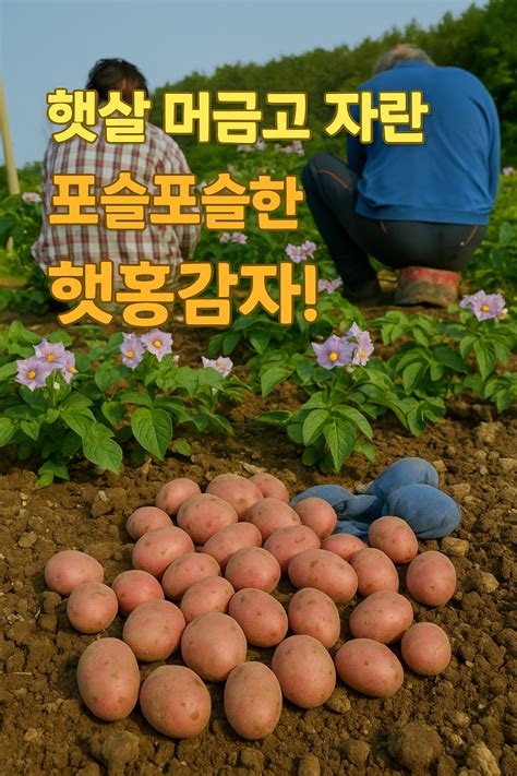 올해 첫 수확한 국내산 햇홍감자는 속이 노랗고 포슬포슬 입안에서 살살 녹는 진짜 자연 간식이에요 갓 캔 국내산 햇홍감자가 드디어 나왔 농산물직거래장터♀해피콜의5