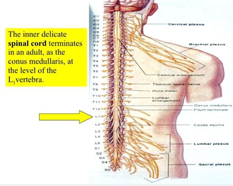 Pin By Bonnie Bonkins On Body Nervous System Body Nervous System